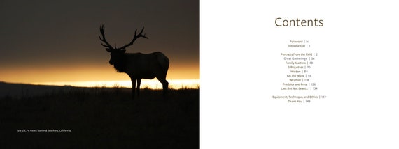 North American Wildlife Photography