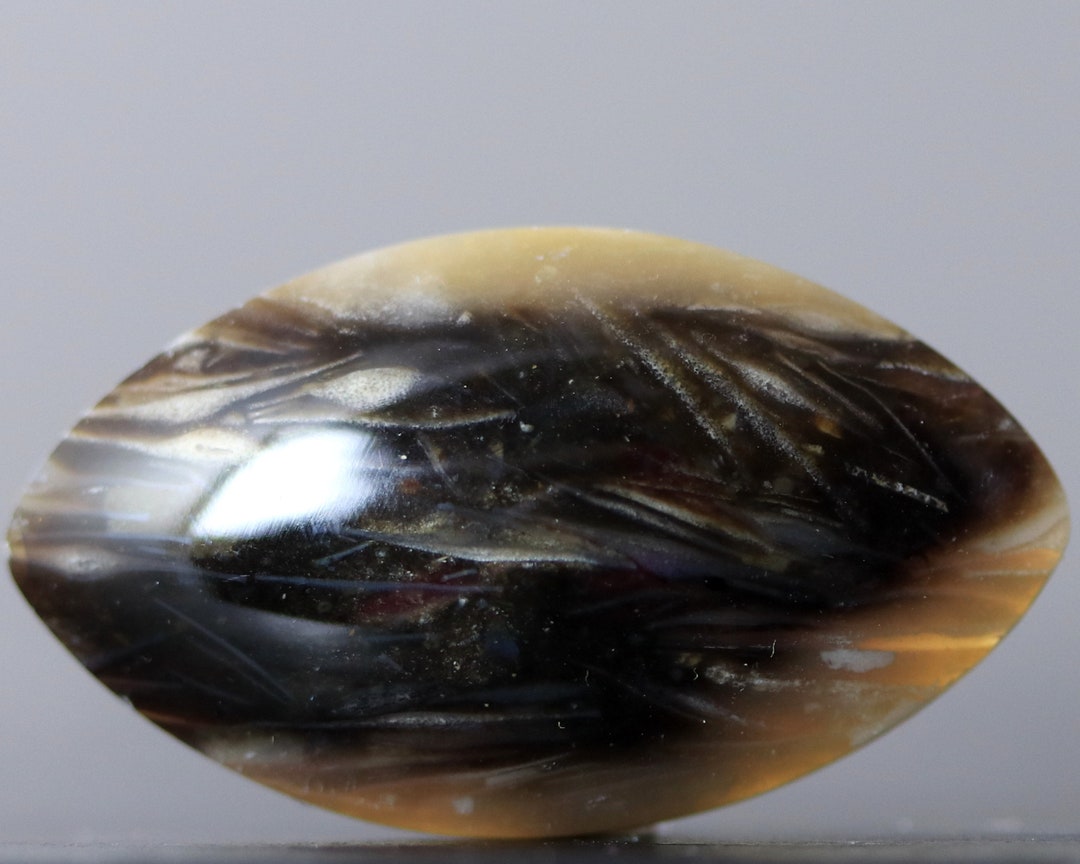 Fossilized Foraminifera Sea Shell Ocean Specimen Ancient Gemstone Flat ...