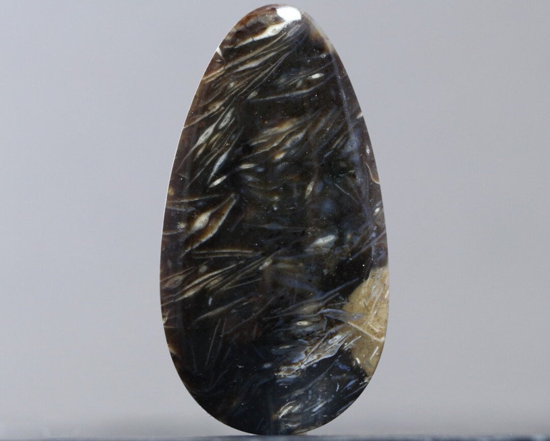 Fossilized Foraminifera Sea Shell Ocean Specimen Ancient Gemstone Flat ...