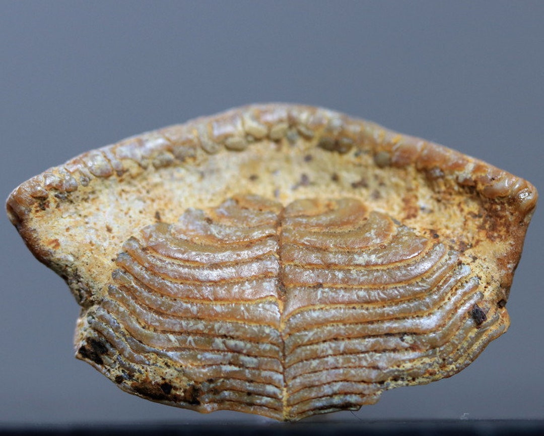 Fish Mouth Plate Fossil Specimen Natural Prehistoric Marine Life ...