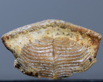 Fish Mouth Plate Fossil - Etsy