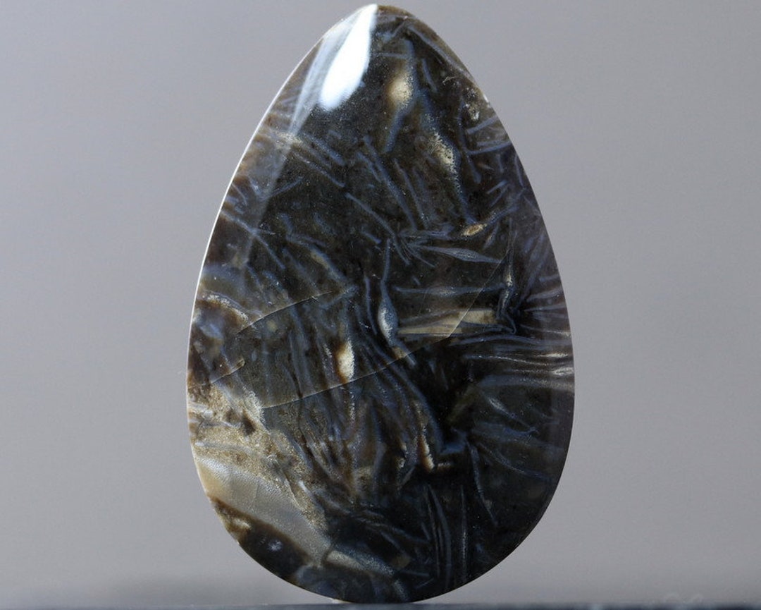 Fossilized Foraminifera Sea Shell Ocean Specimen Ancient Gemstone Flat ...