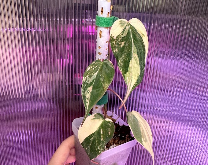 Philodendron Variegated Micans | Pink, Albo & Aurea Variegation | Fully ...