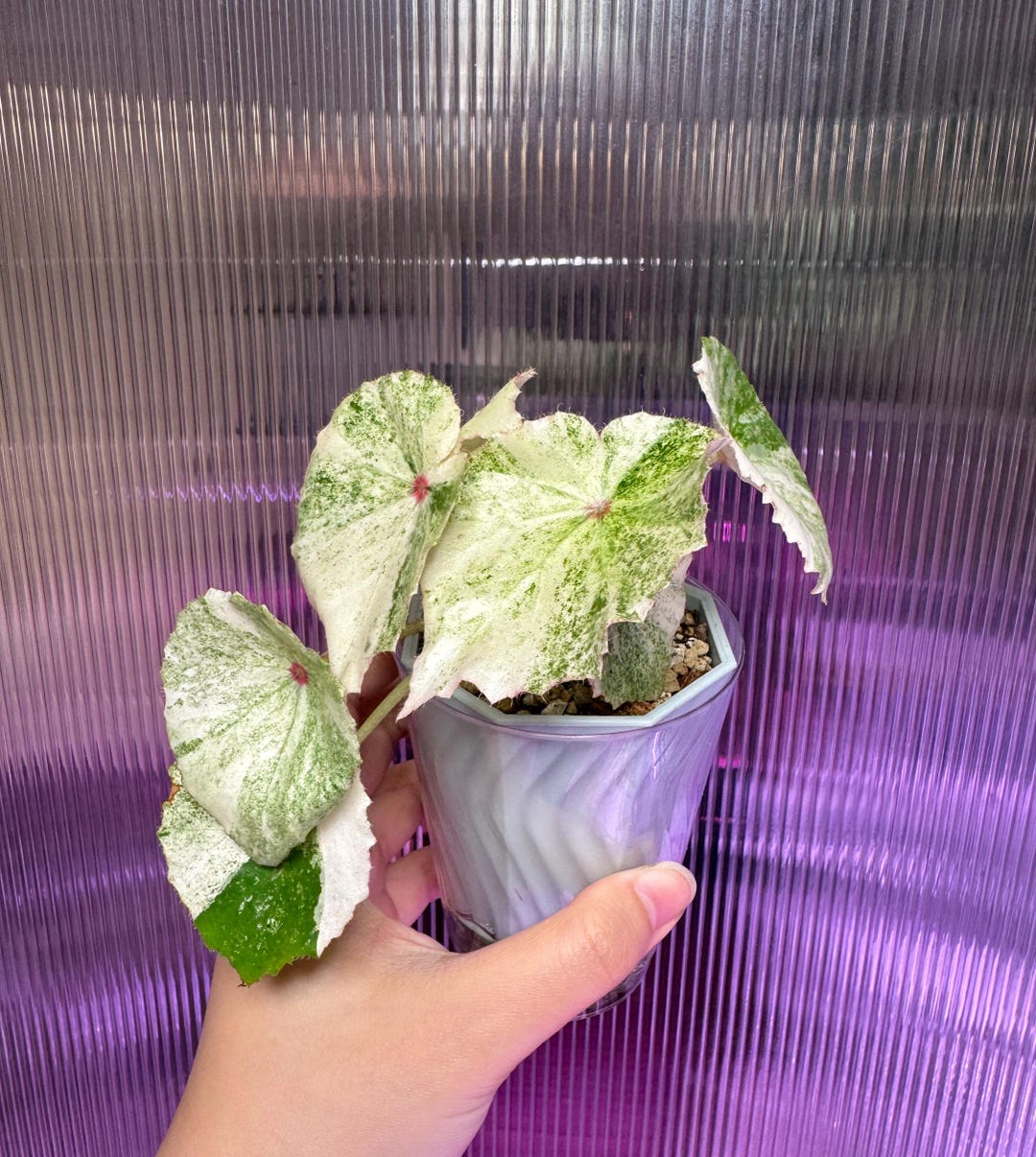 Begonia Rouge Variegated | Rare Live Houseplant | Fully Rooted With 5 ...