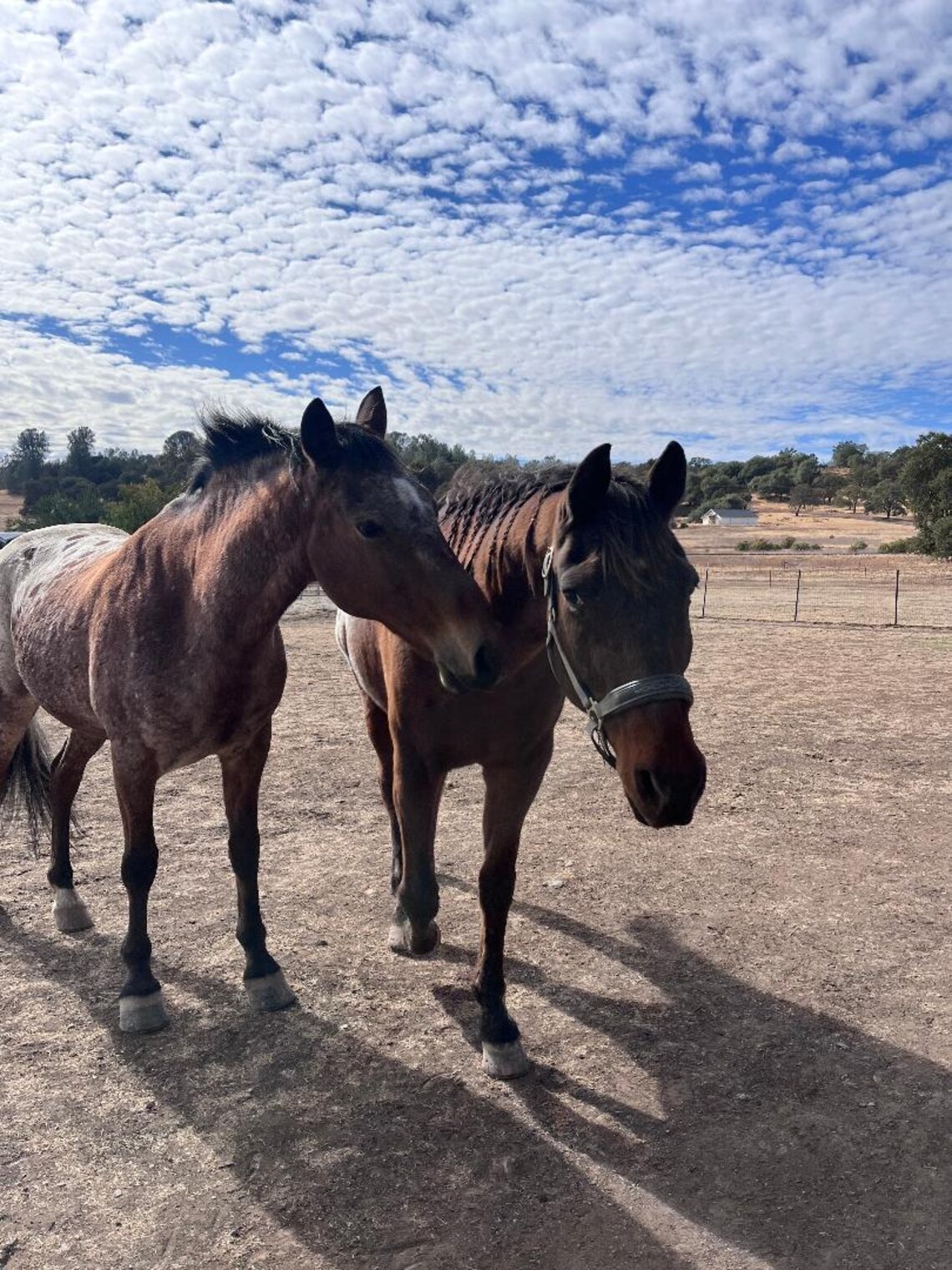 Organic Horse Manure/fertlizer - Etsy