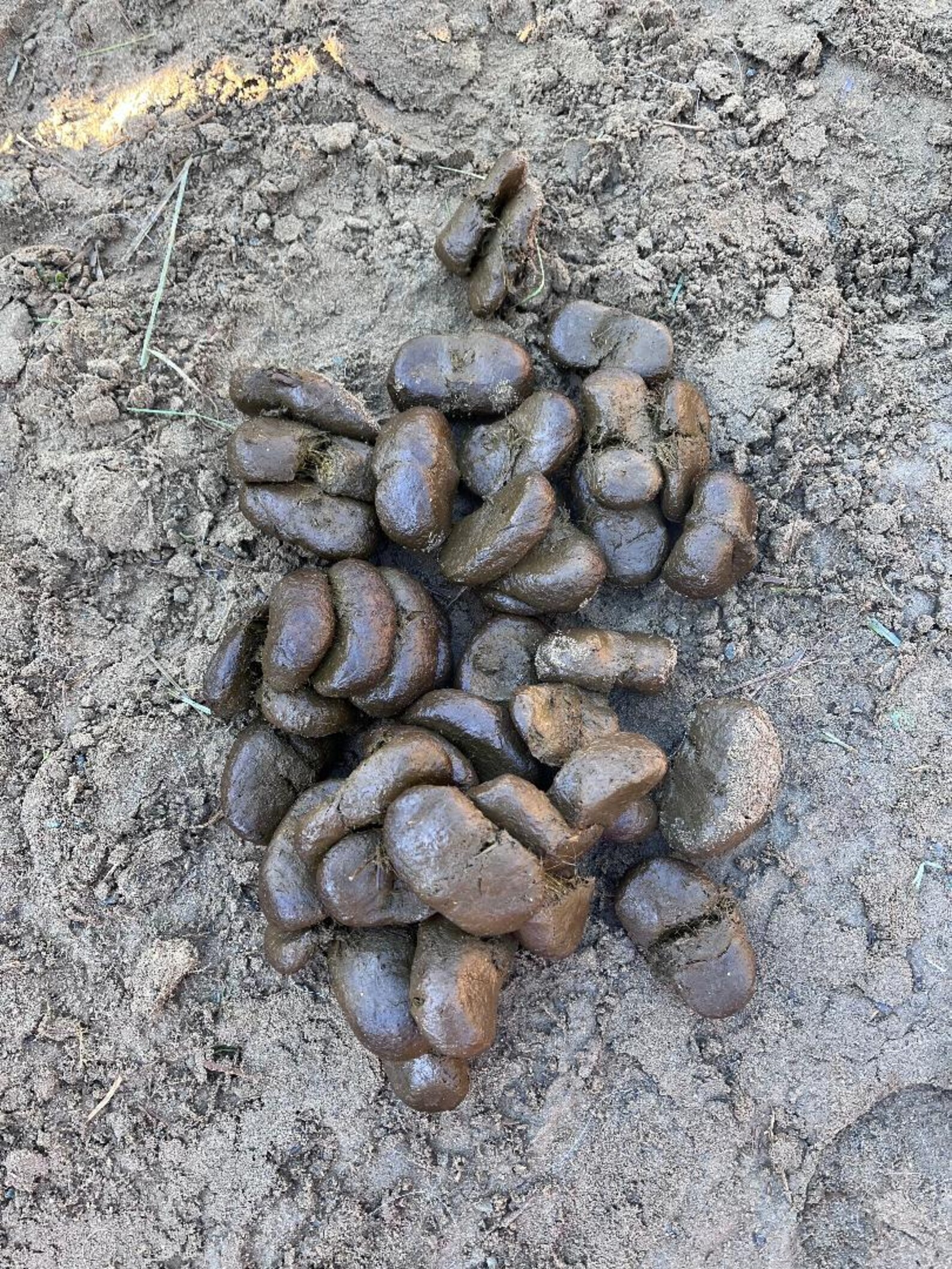 Organic Horse Manure/fertlizer - Etsy