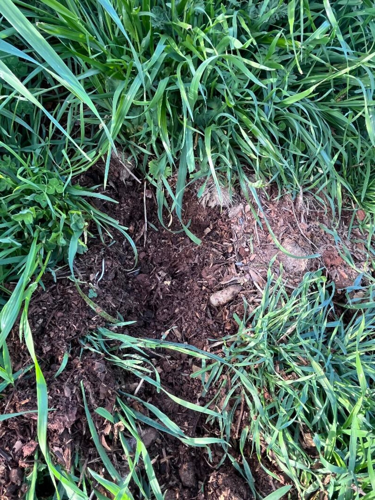 Organic Horse Manure/fertlizer - Etsy