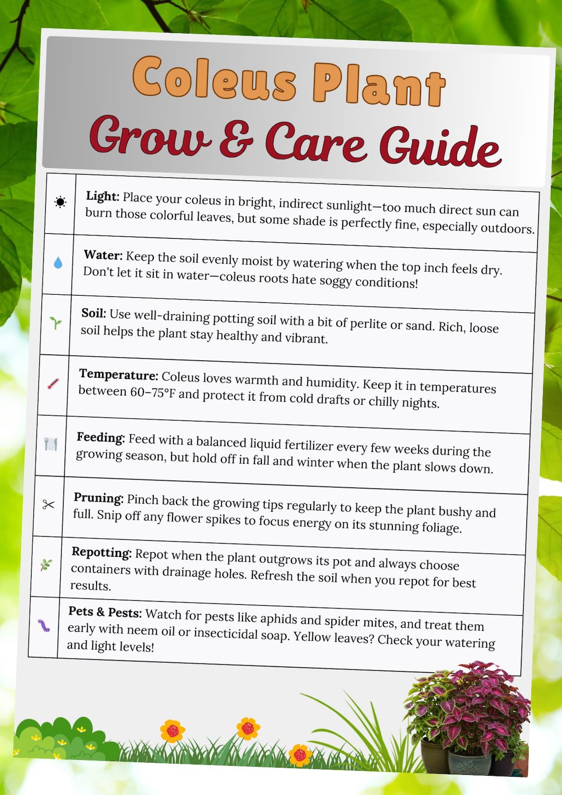 Coleus Plant Care Guide – How to Grow and Care for Coleus Plant ...