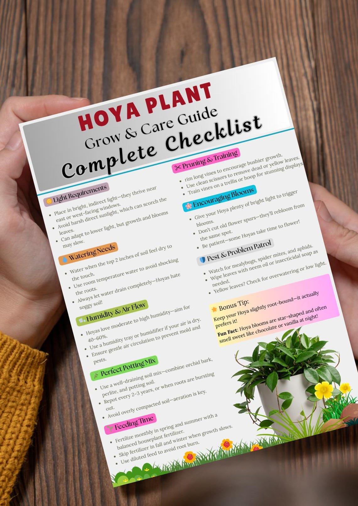 Why My Hoya Isn’t Flowering - A Clear, No-confusion Printable Guide to ...