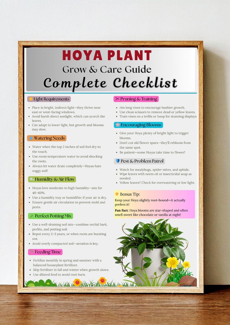 Why My Hoya Isn’t Flowering - A Clear, No-confusion Printable Guide to ...