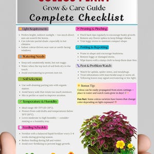 Coleus Plant Care Guide – How to Grow and Care for Coleus Plant ...