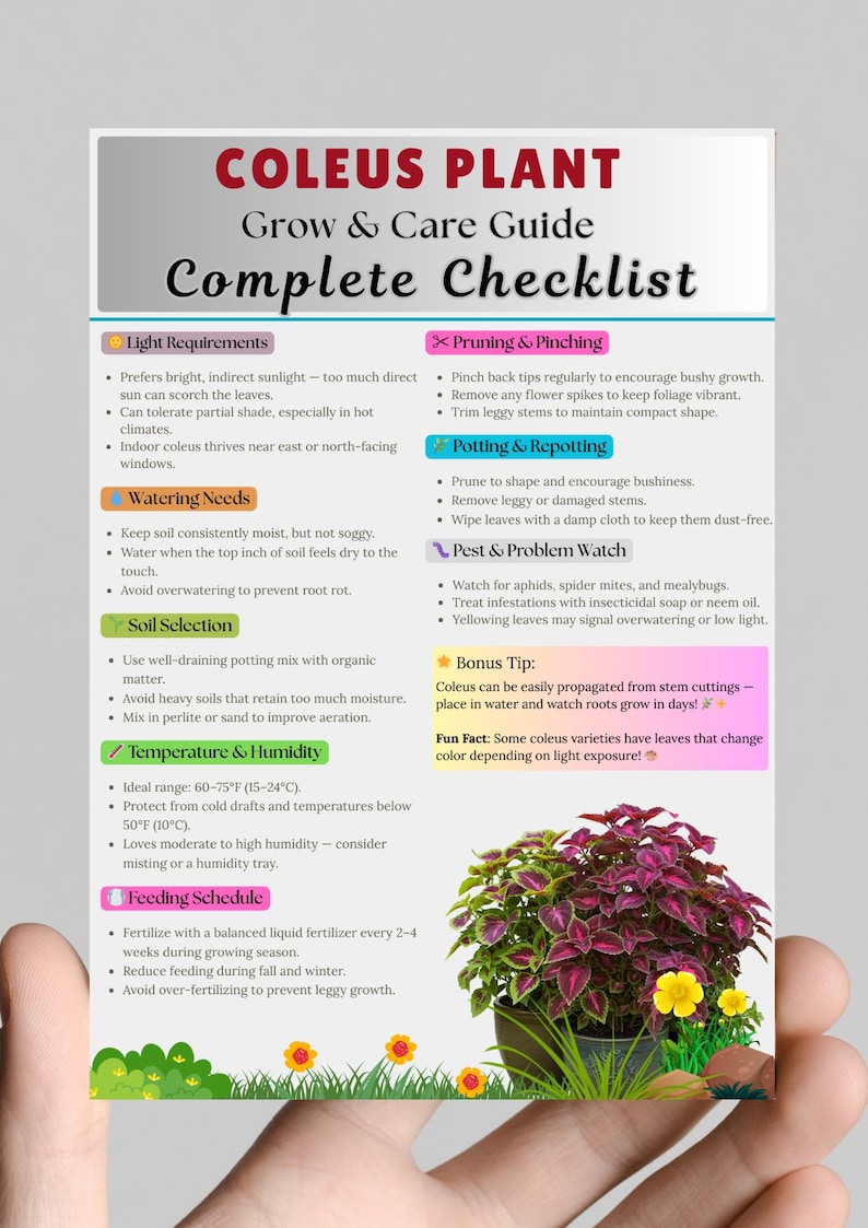 Coleus Plant Care Guide – How to Grow and Care for Coleus Plant ...