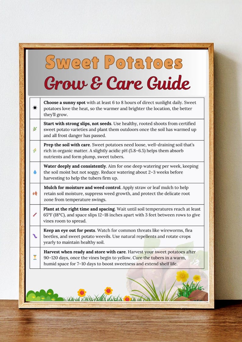 Sweet Potatoes Care Guide – How to Grow and Care for Sweet Potatoes ...