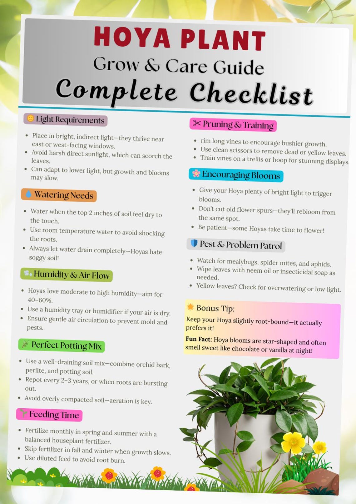 Why My Hoya Isn’t Flowering - A Clear, No-confusion Printable Guide to ...