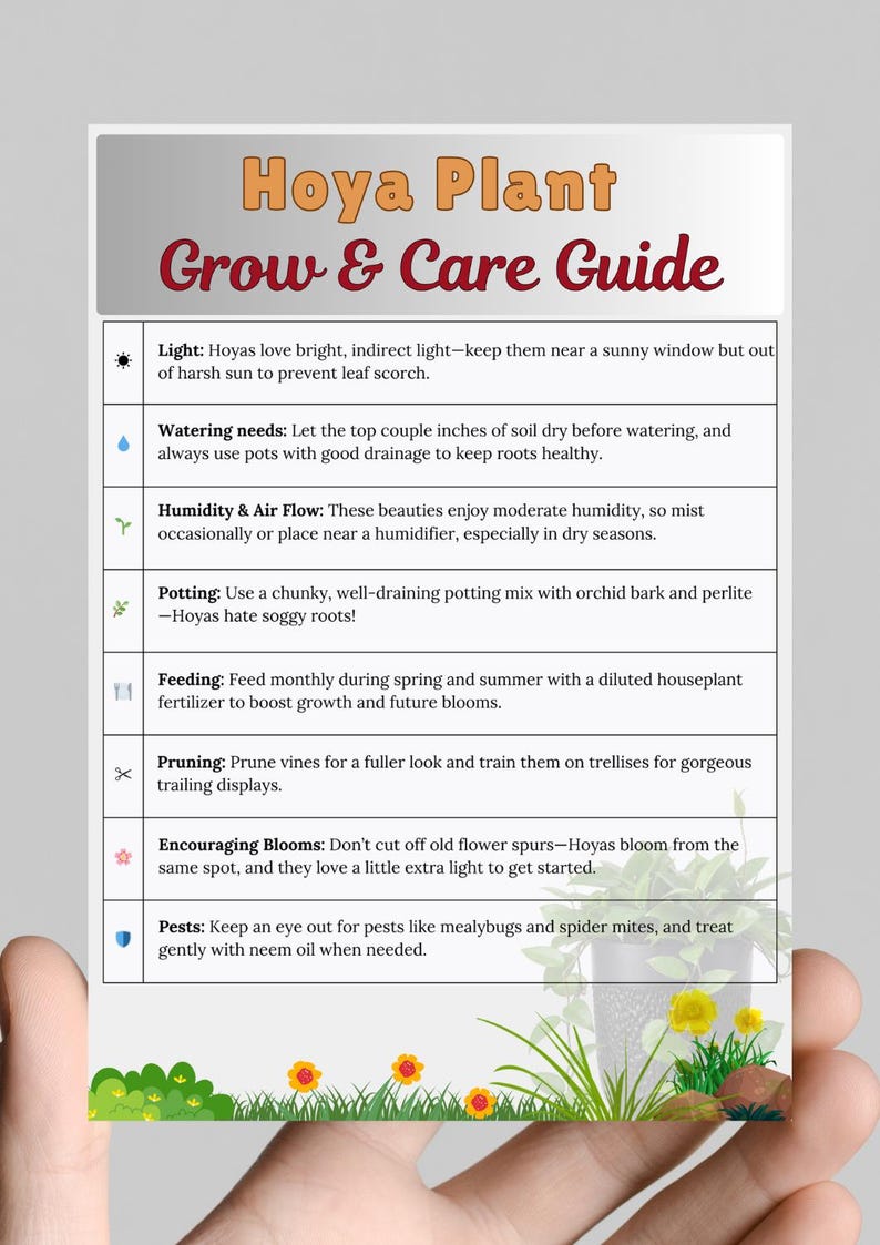 Why My Hoya Isn’t Flowering - A Clear, No-confusion Printable Guide to ...