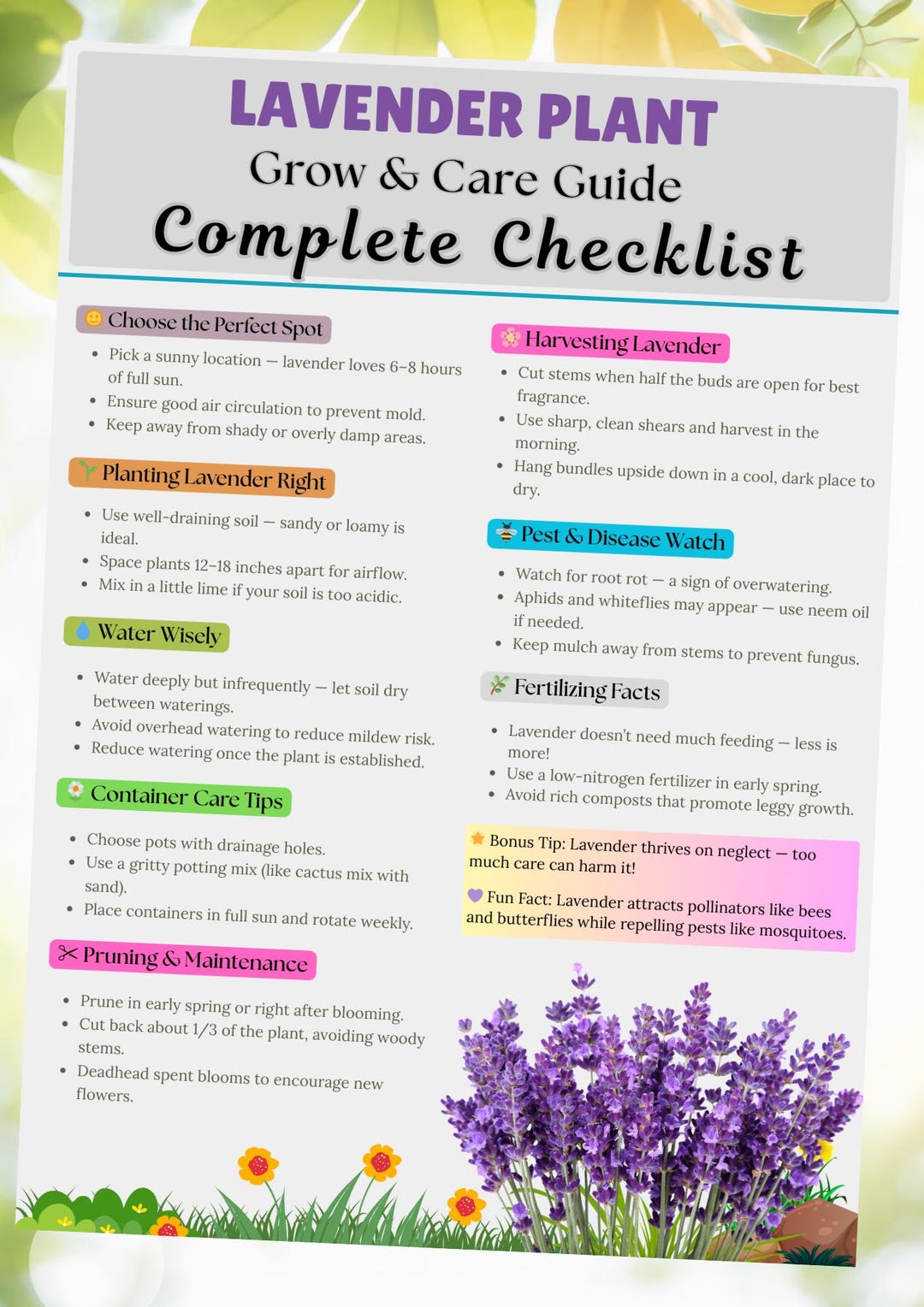 Lavender Plant Care Guide – How to Grow and Care for Lavender ...
