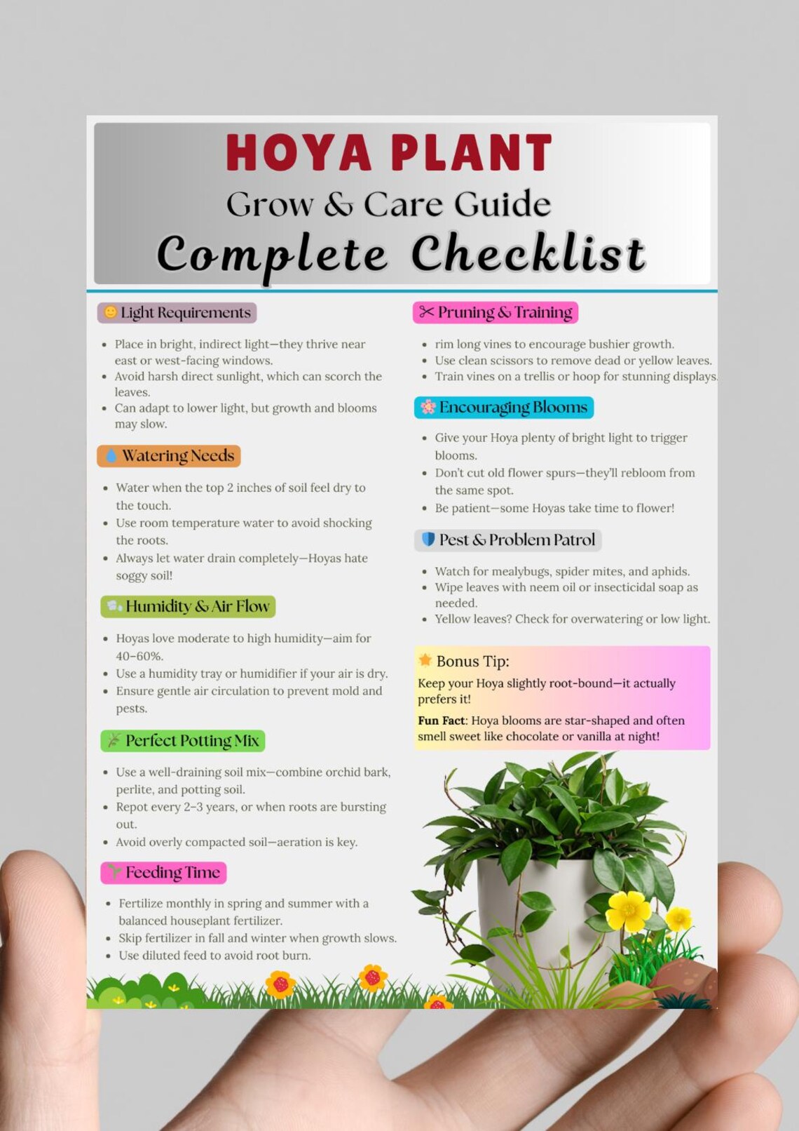 Why My Hoya Isn’t Flowering - A Clear, No-confusion Printable Guide to ...
