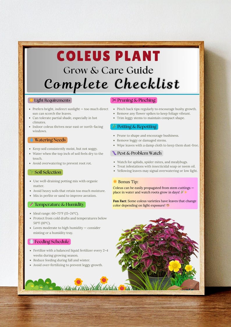 Coleus Plant Care Guide – How to Grow and Care for Coleus Plant ...