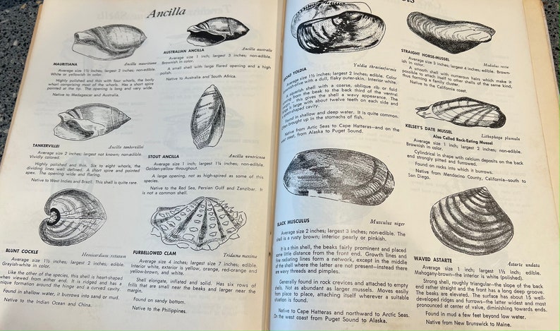 1965 the Book of Shells A Great Outdoors Book 10 Color Plates Great ...