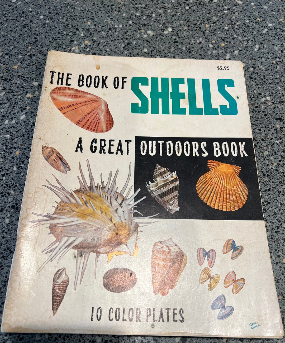 1965 the Book of Shells A Great Outdoors Book 10 Color Plates Great ...