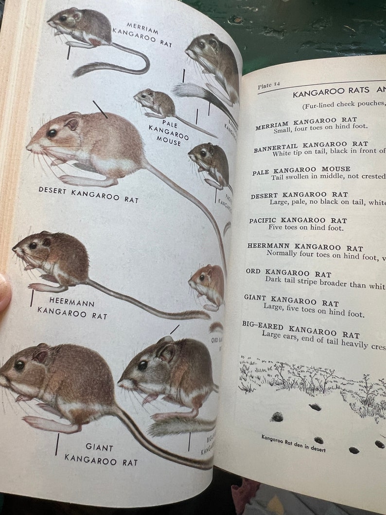 1952 A Peterson Field Guide Series A Field Guide to the Mammals 200 ...