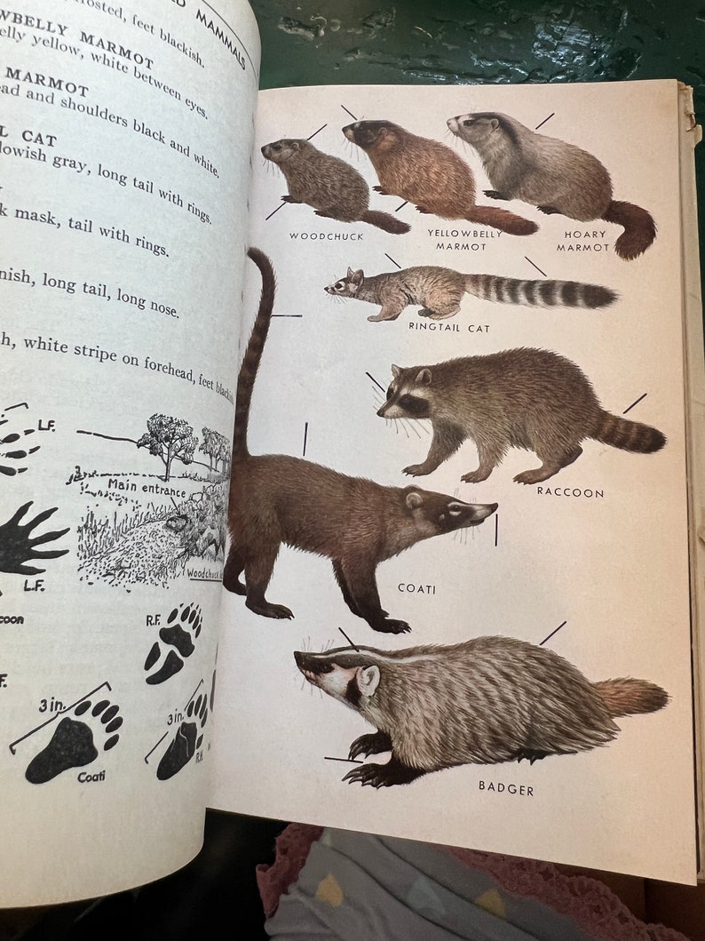 1952 A Peterson Field Guide Series A Field Guide to the Mammals 200 ...