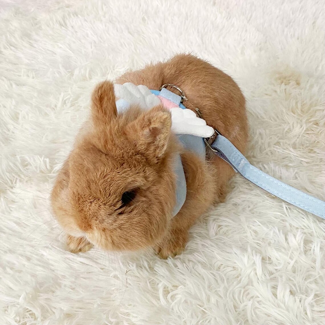 Rabbit Leash, Rabbit Leash, Adjustable Dwarf Rabbit Anti-breakaway ...