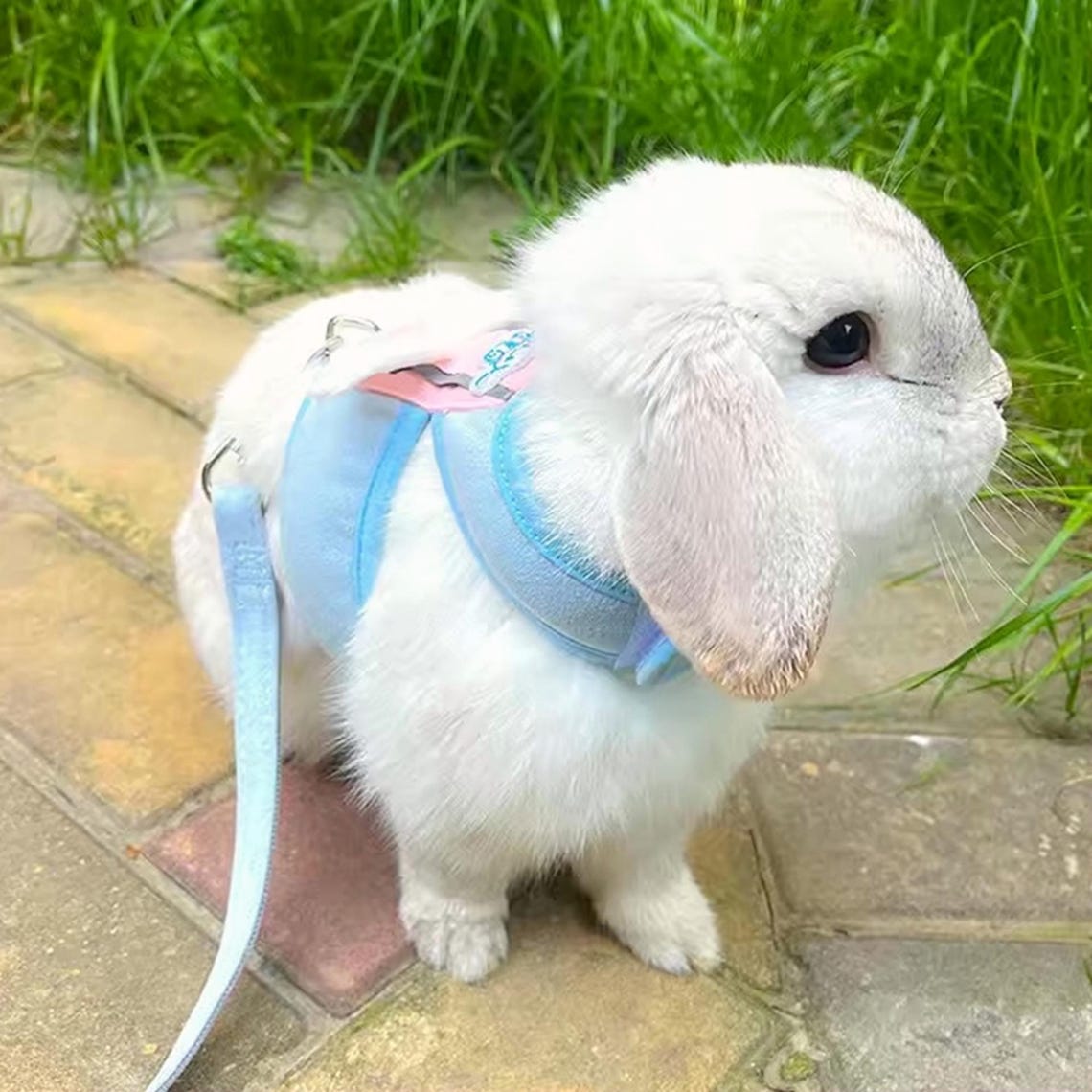 Rabbit Leash, Rabbit Leash, Adjustable Dwarf Rabbit Anti-breakaway ...