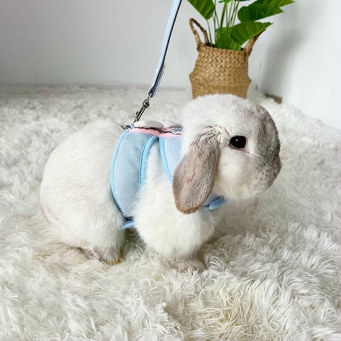 Rabbit Leash, Rabbit Leash, Adjustable Dwarf Rabbit Anti-breakaway ...