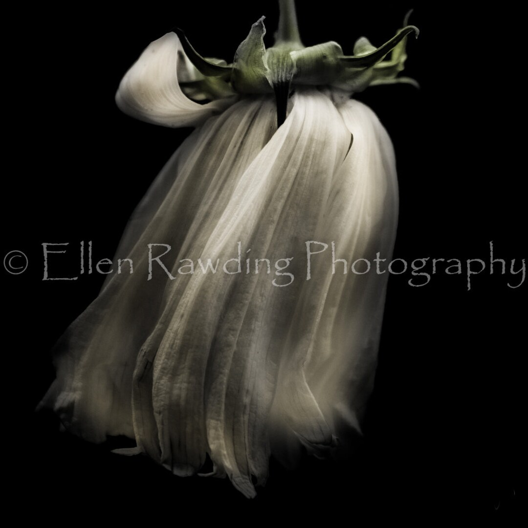 Weeping Daisy Original Fine Art Print - Etsy