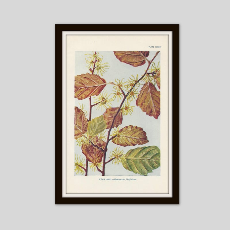 Witch Hazel Plant - Etsy