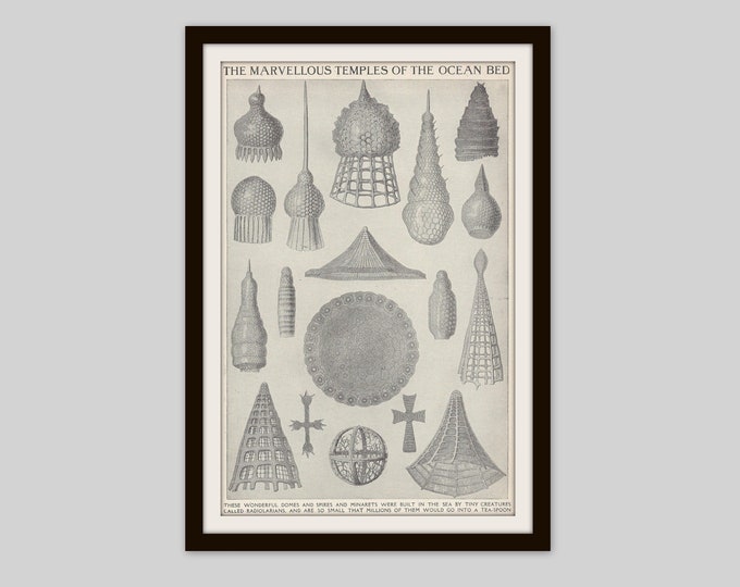 1924 Radiolaria Print, Sea Life, Ocean Bed, Beach House Decor, Natural ...