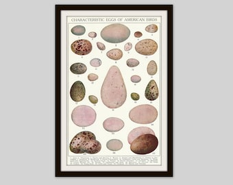 Bird Egg Chart - Etsy