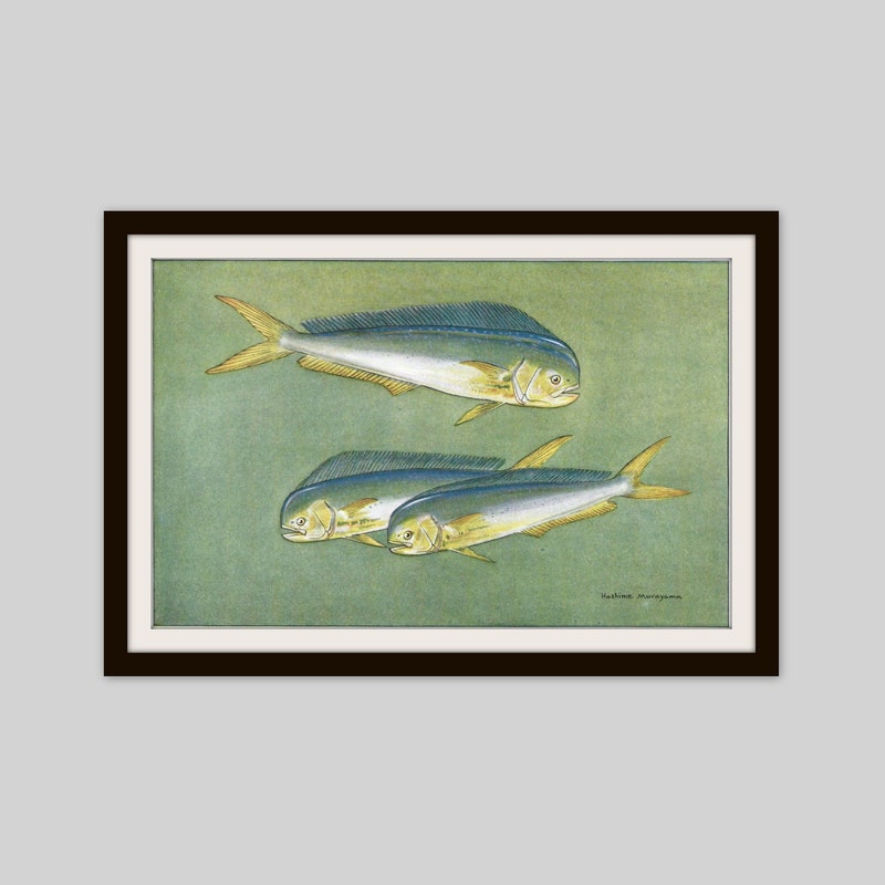 Dolphinfish - Etsy