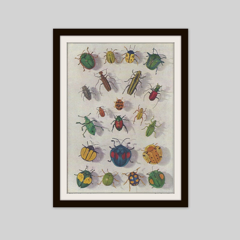 Bug Prints - Etsy