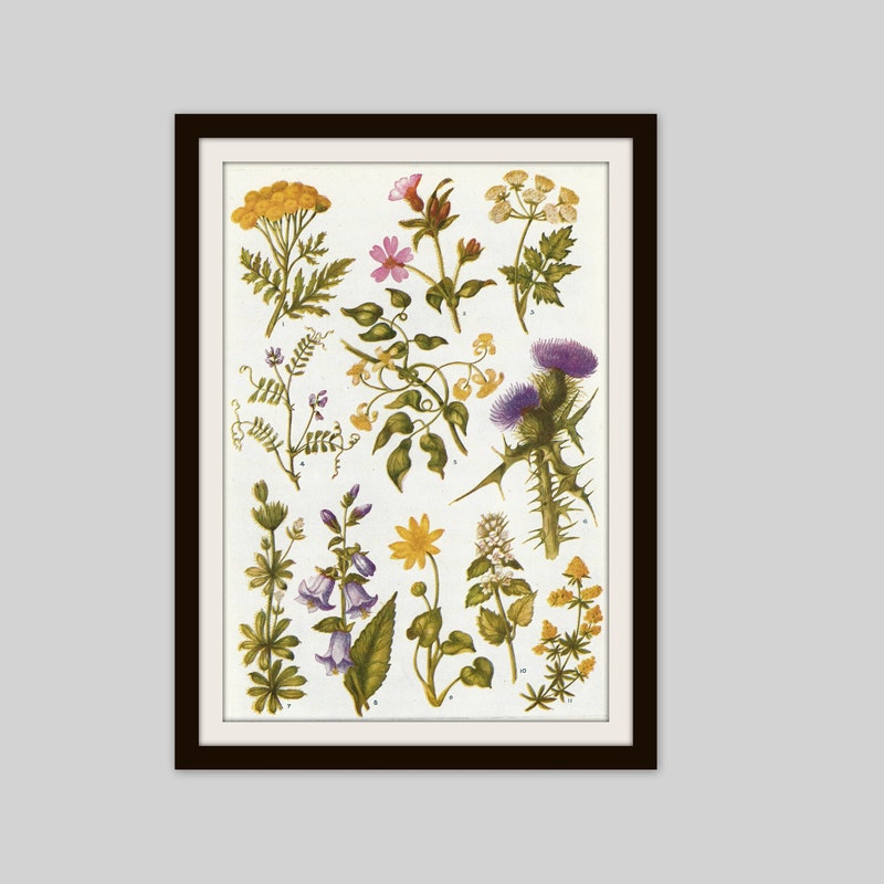 Botanical Book Plate - Etsy