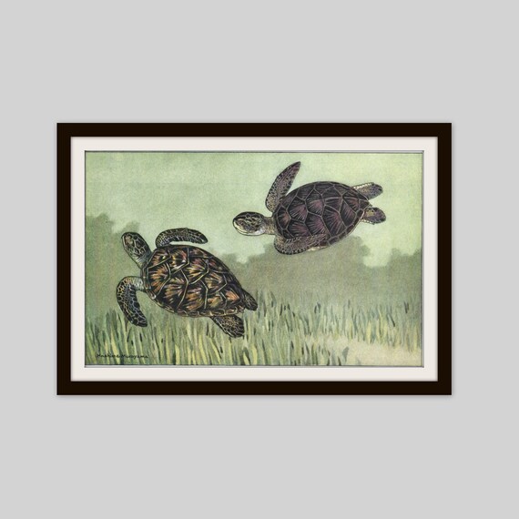 Lithographs Marlin Beach House Decor Hawksbill Turtle 1924 Turtle Print ...