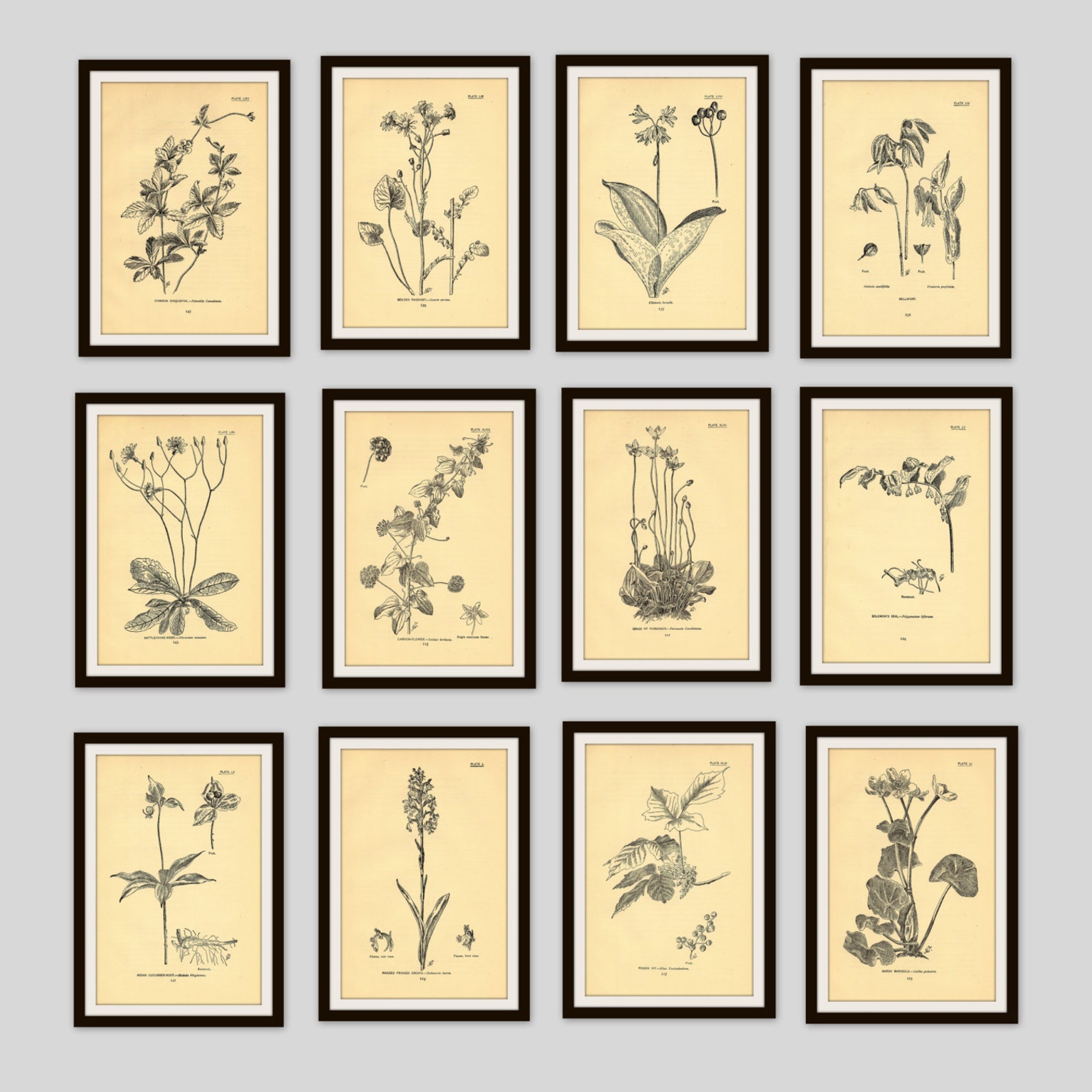 Antique Poison Ivy Botanical Print, Marion Satterlee Illustration (5x7 ...