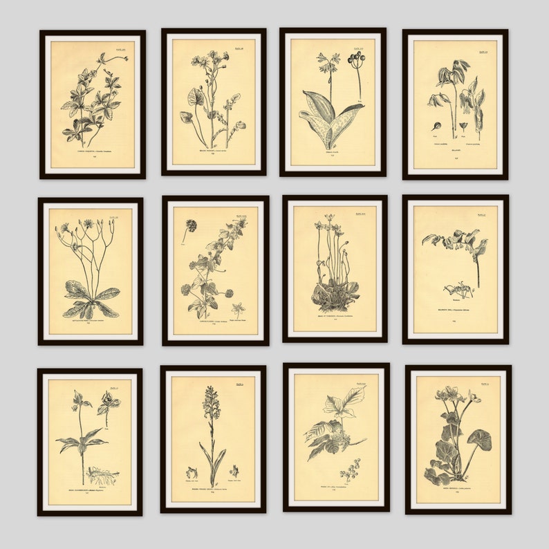 Rustic Flower Print Wildflower Art Antique Botanical | Etsy