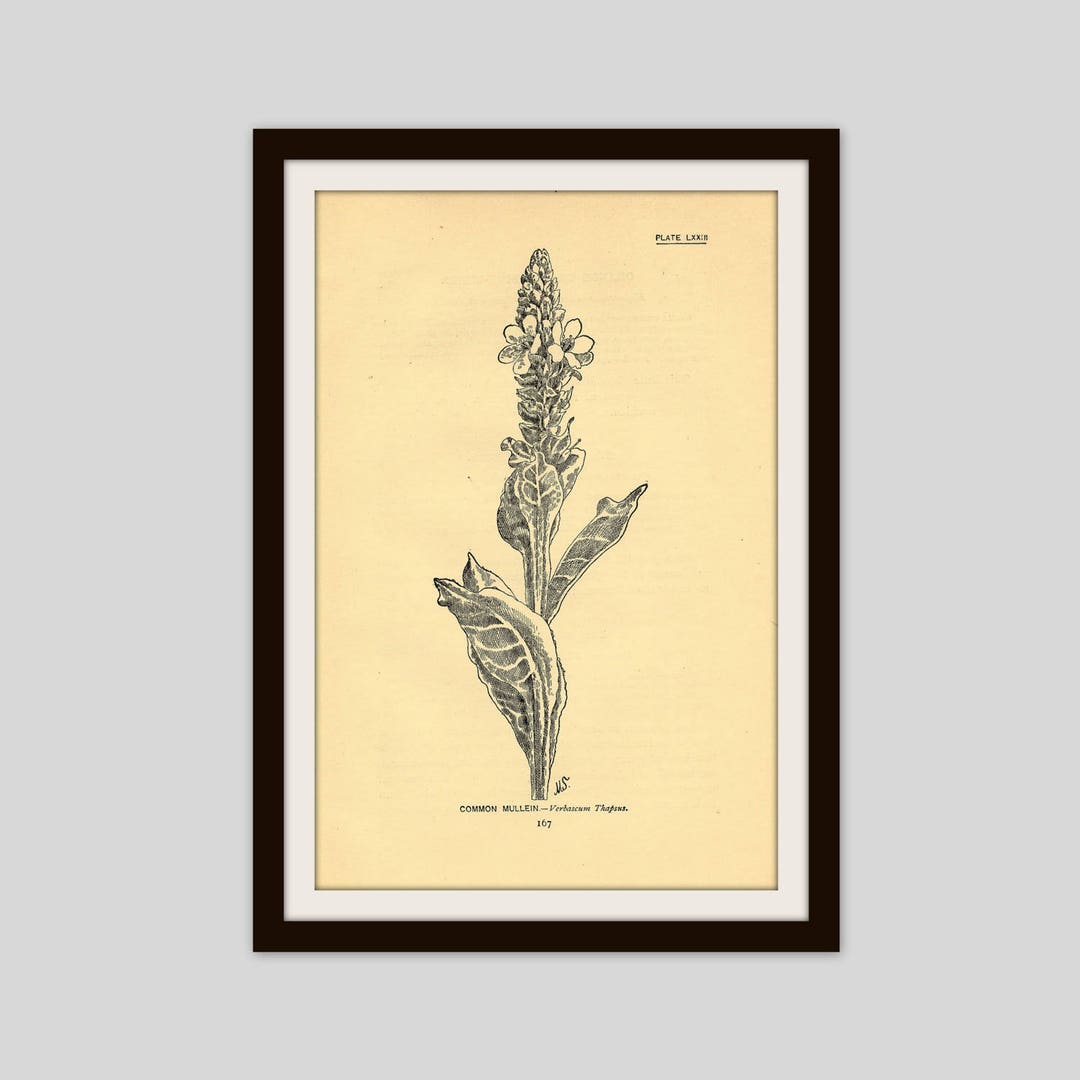 Antique Common Mullein Botanical Print: 1900 Wildflower Illustration ...