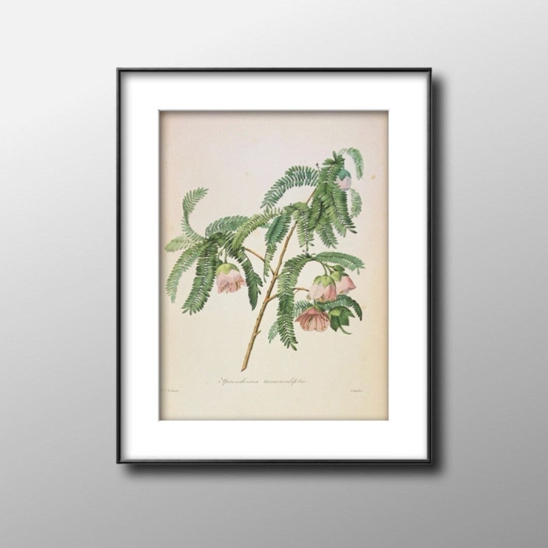 Cadia, Arabian Flower, Vintage 1987 Redoute Botanical Print - Etsy