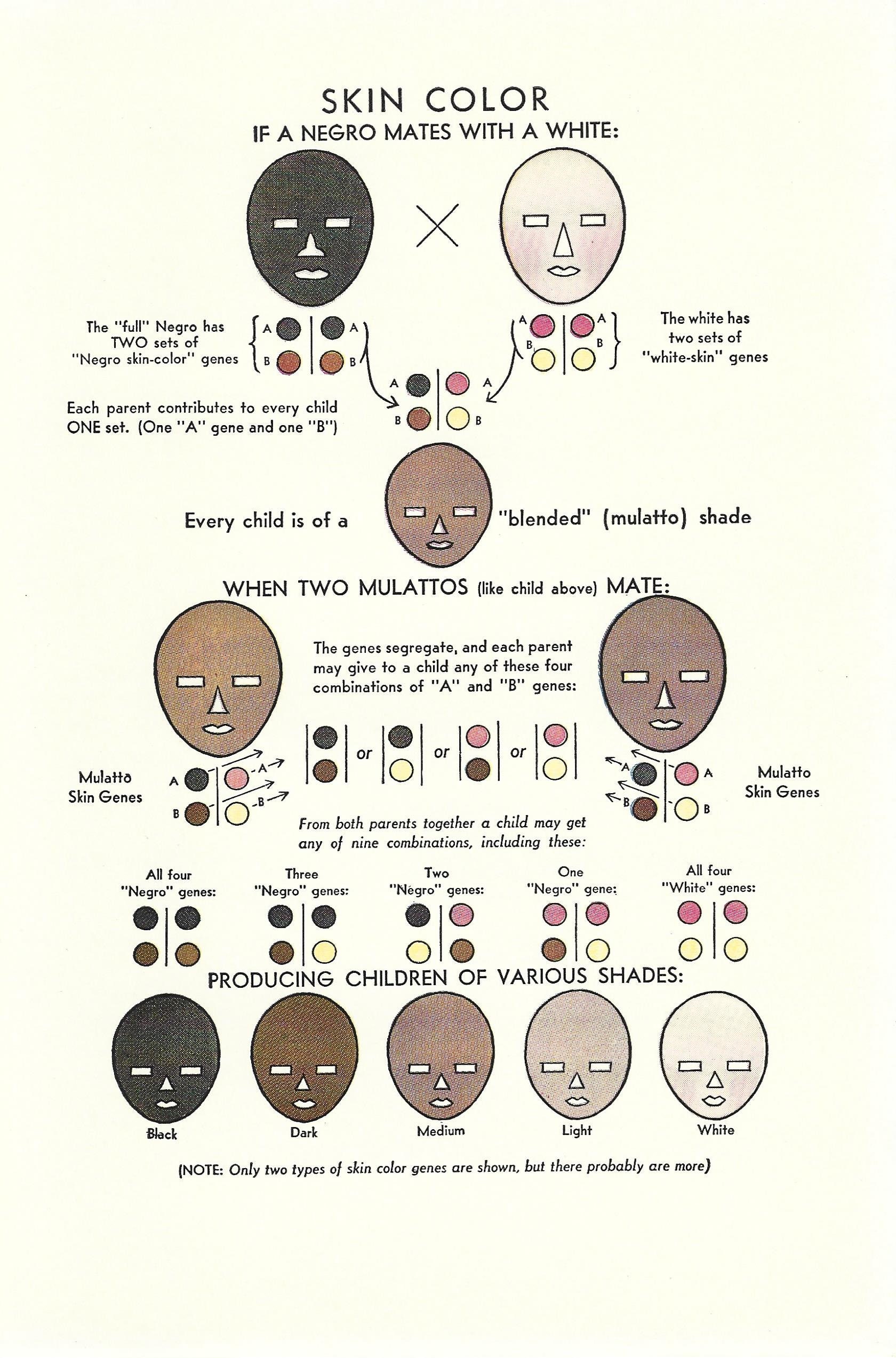 Skin Color Genetics
