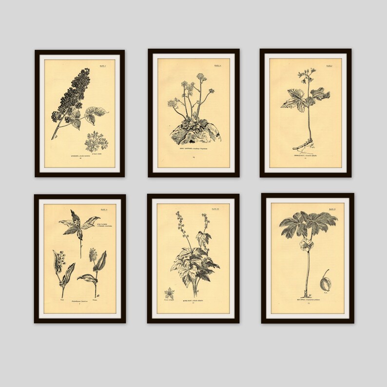 Rustic Flower Print Wildflower Art Antique Botanical | Etsy