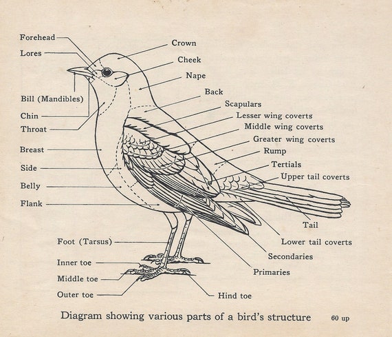 Bird Anatomy