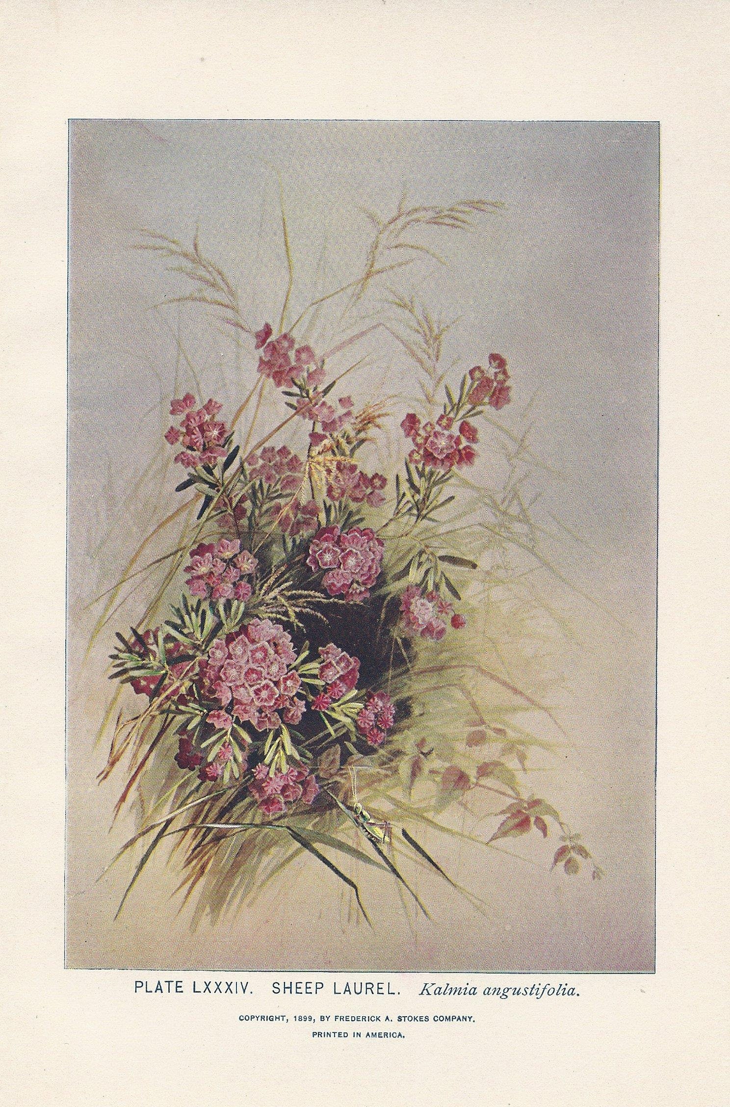 Sheep Laurel Antique Botanical Print: Ellis Rowan Wildflower ...