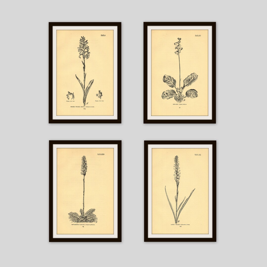 Any 4 Botanical Prints, Set of 4, Antique Botanical, Botanical Print ...