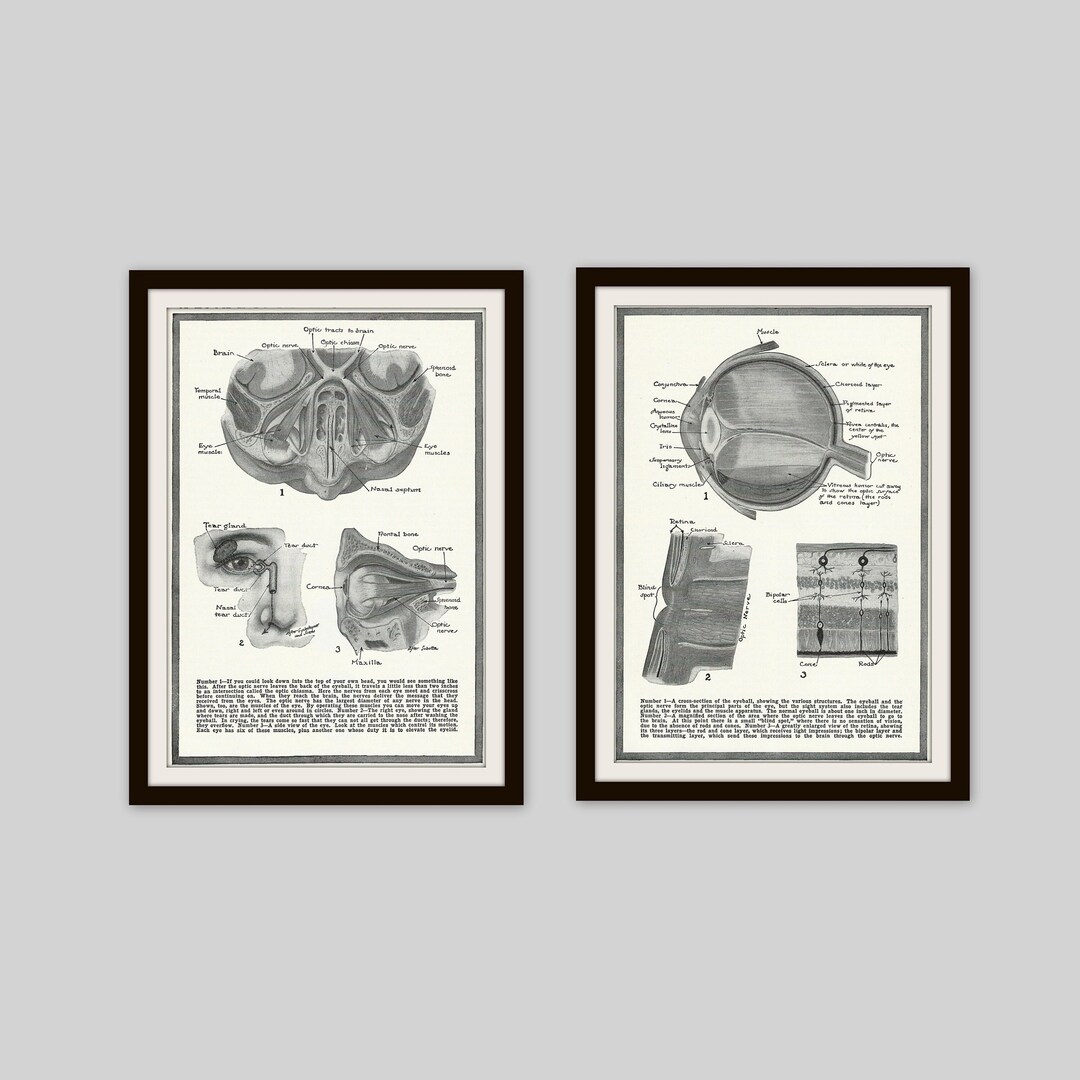 1952 Eye Print, Original Vintage Print, Set of 2 Pages, Eye Anatomy ...