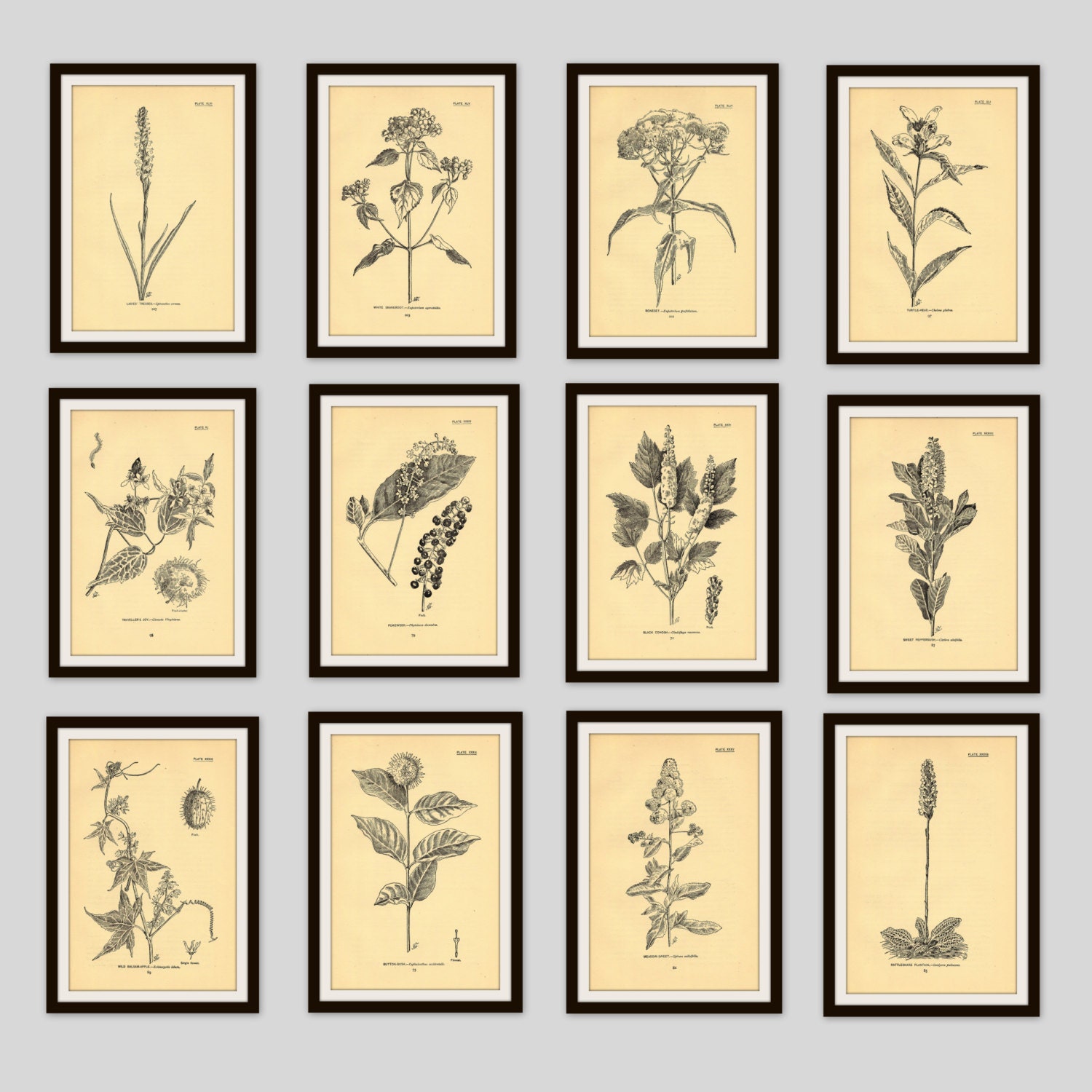 Rustic Flower Print Wildflower Art Antique Botanical - Etsy
