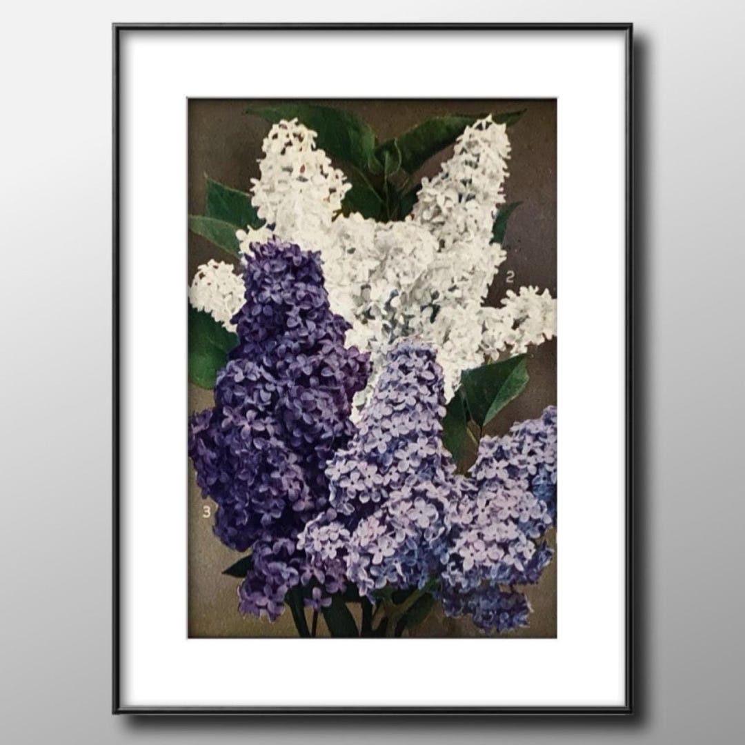 Original 1933 Lilacs Illustration – Vintage Botanical Print - Etsy