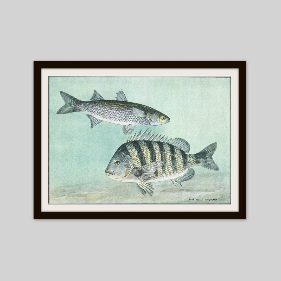 1924 Mullet Print, Sheepshead Print, Kingfish Print, Fish Print, Double ...